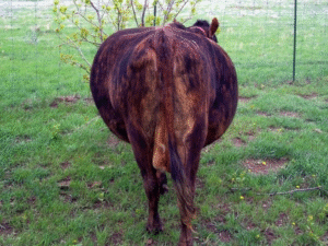 Clinical Findings for Bloat in Ruminants