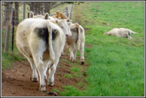 Etiology and Pathogenesis of Bloat in Ruminants